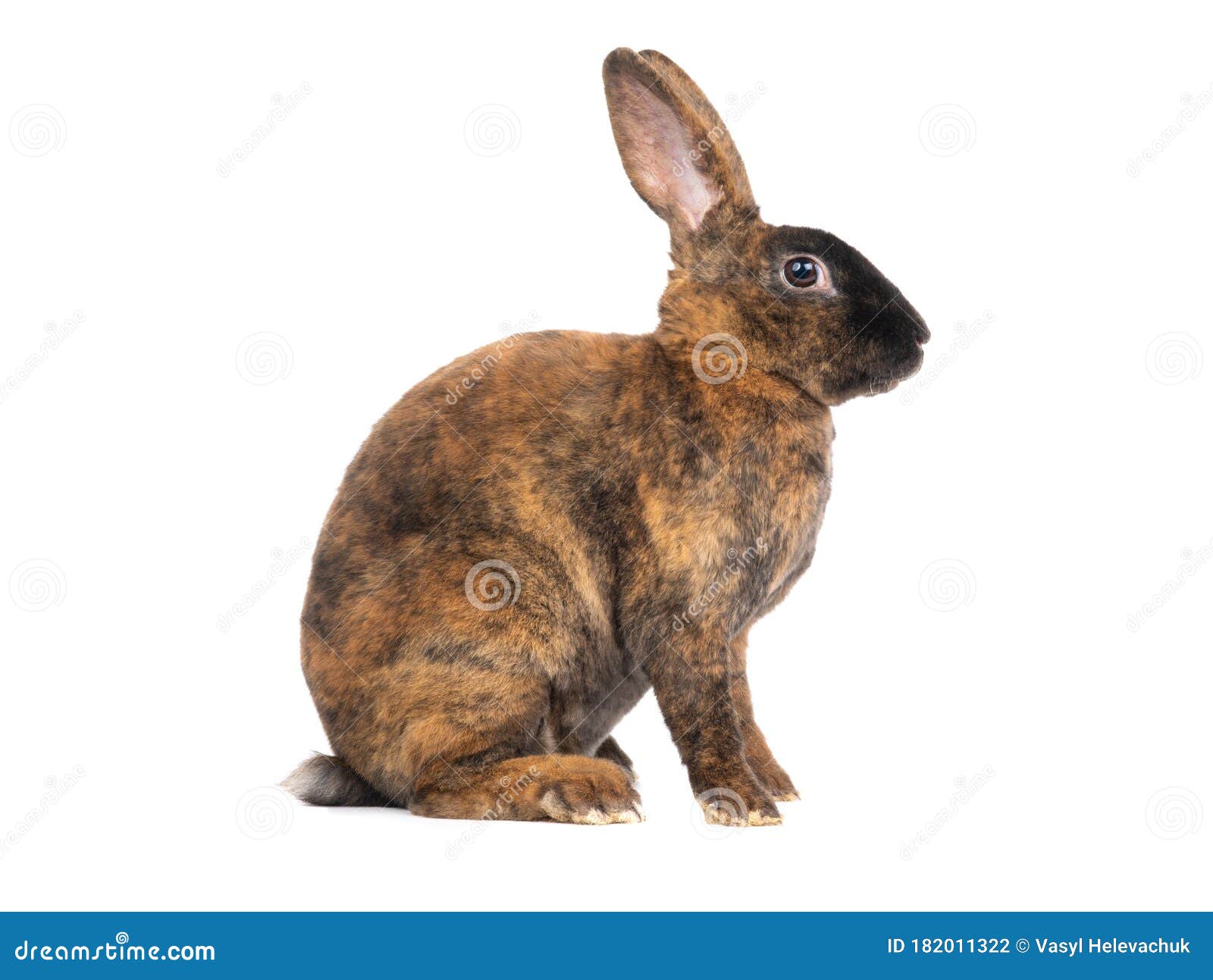 Sitting Brown Rabbit Isolated on a White Stock Photo - Image of ...