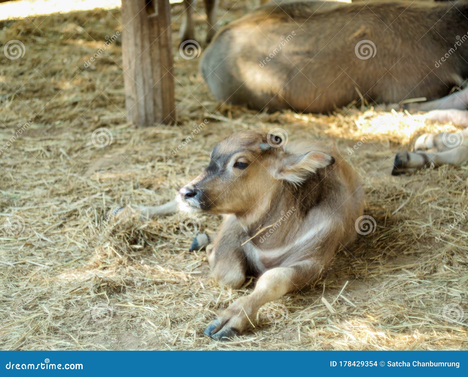 Sitting buffalo one stock photo. Image of deer, safari - 178429354