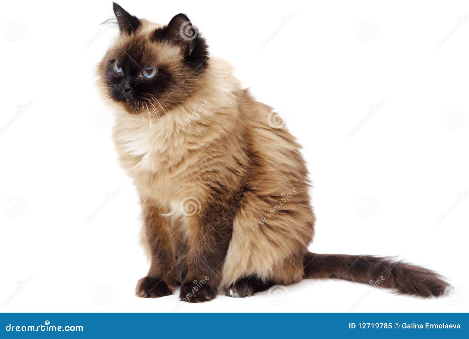 Sitting Burman cat stock image. Image of white, cute - 12719785