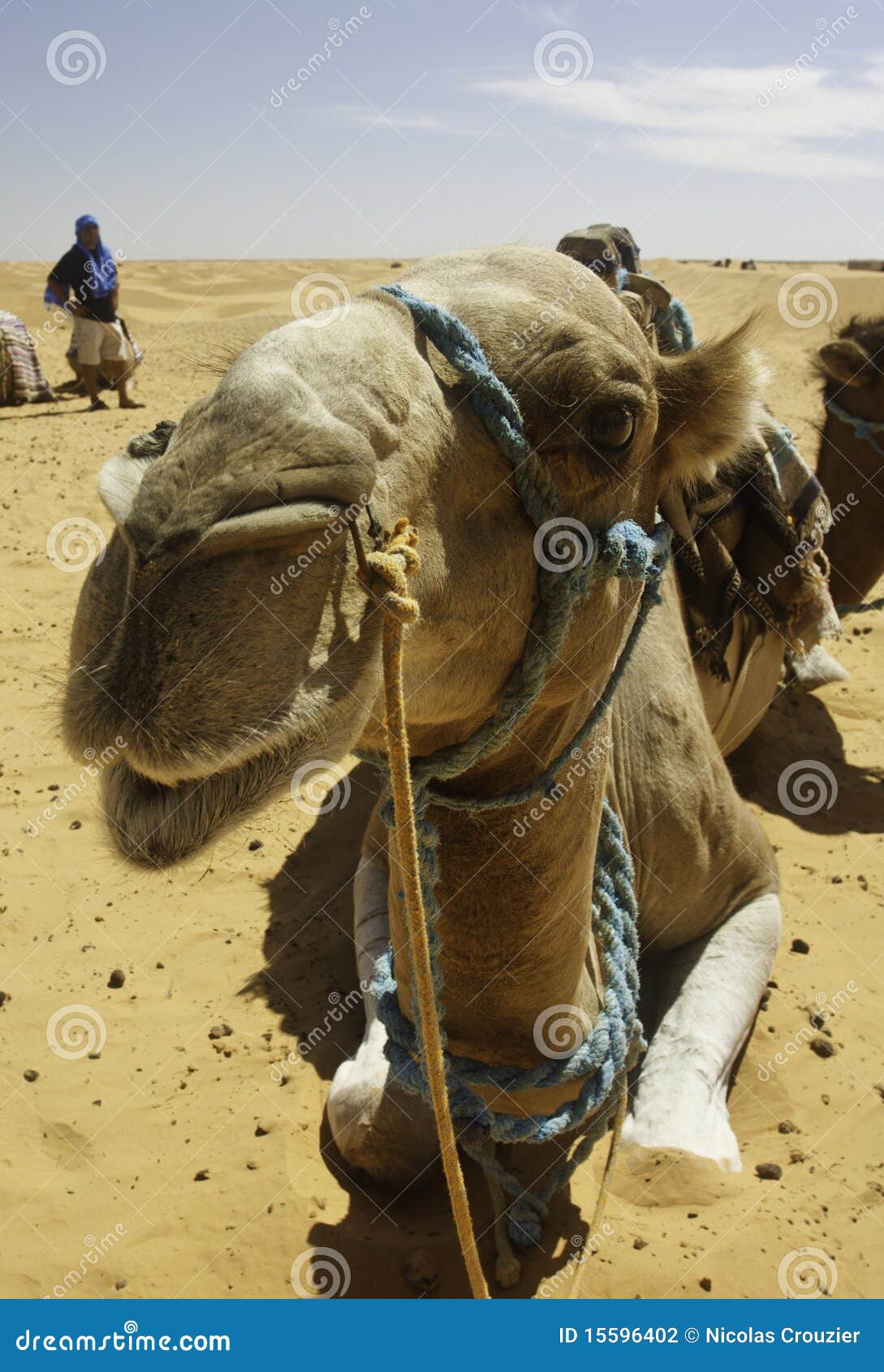 Sitting camel stock photo. Image of sand, blue, outdoors - 15596402
