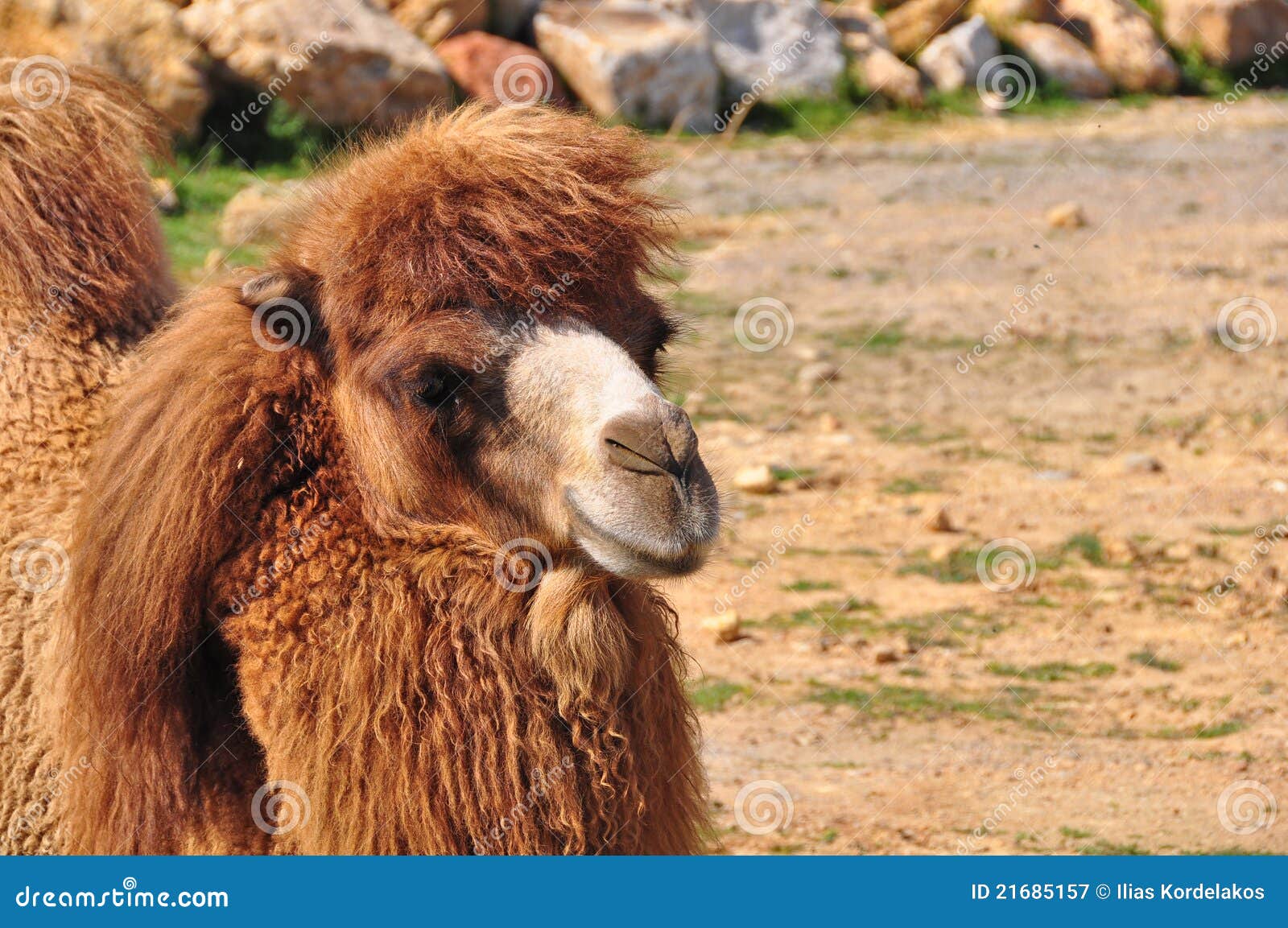 Sitting camel stock image. Image of sunny, sitting, animal - 21685157
