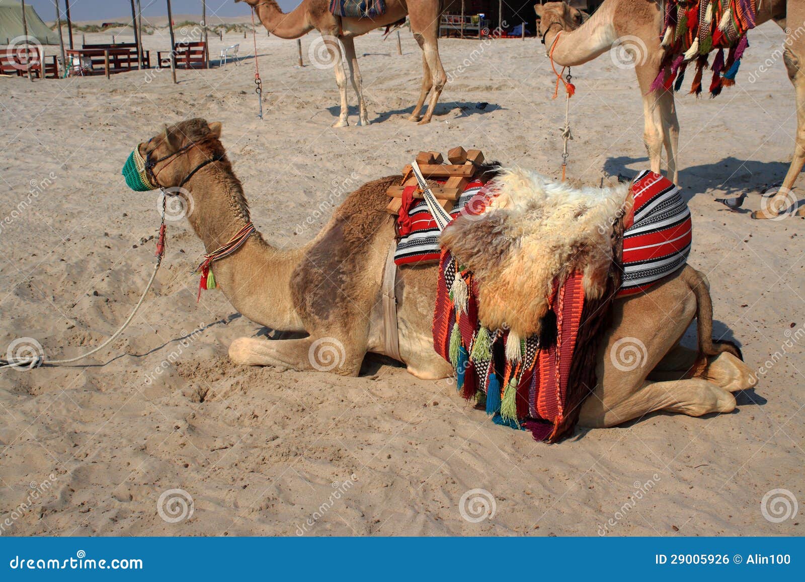 Sitting camel stock photo. Image of clear, beauty, desert - 29005926
