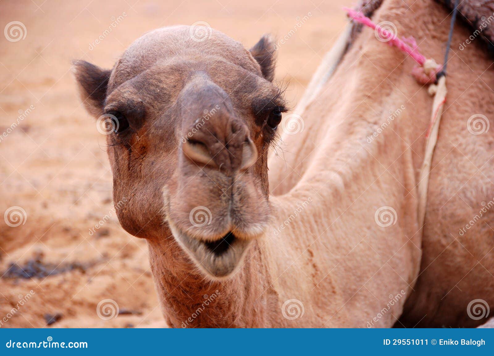Sitting camel stock image. Image of sitting, desert, chebbi - 29551011