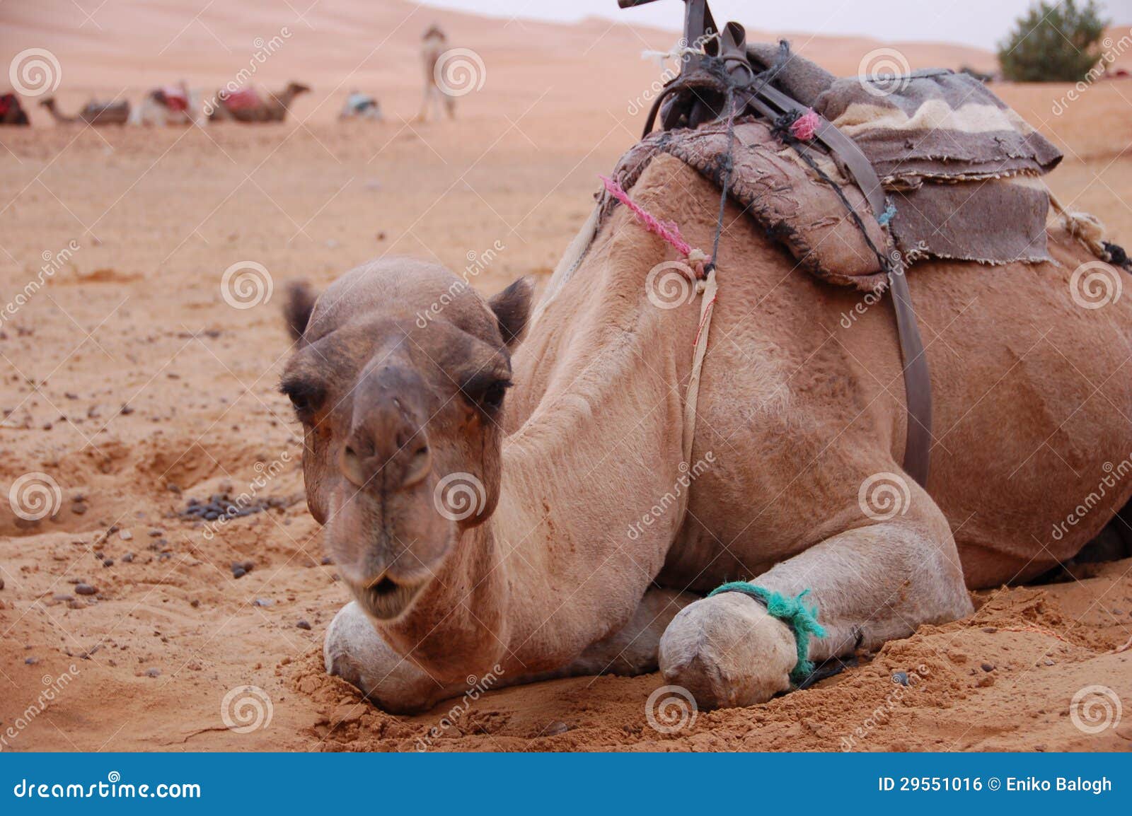 Sitting camel stock photo. Image of desert, wildlife - 29551016