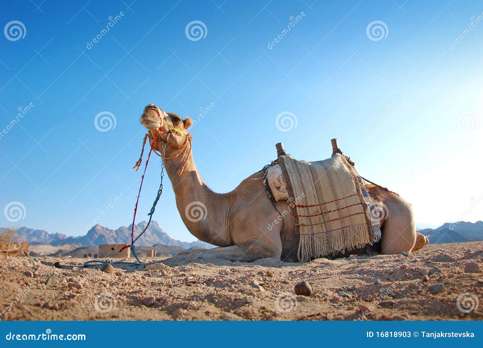 Sitting Camel in the Desert Stock Image - Image of mammal, tourists ...