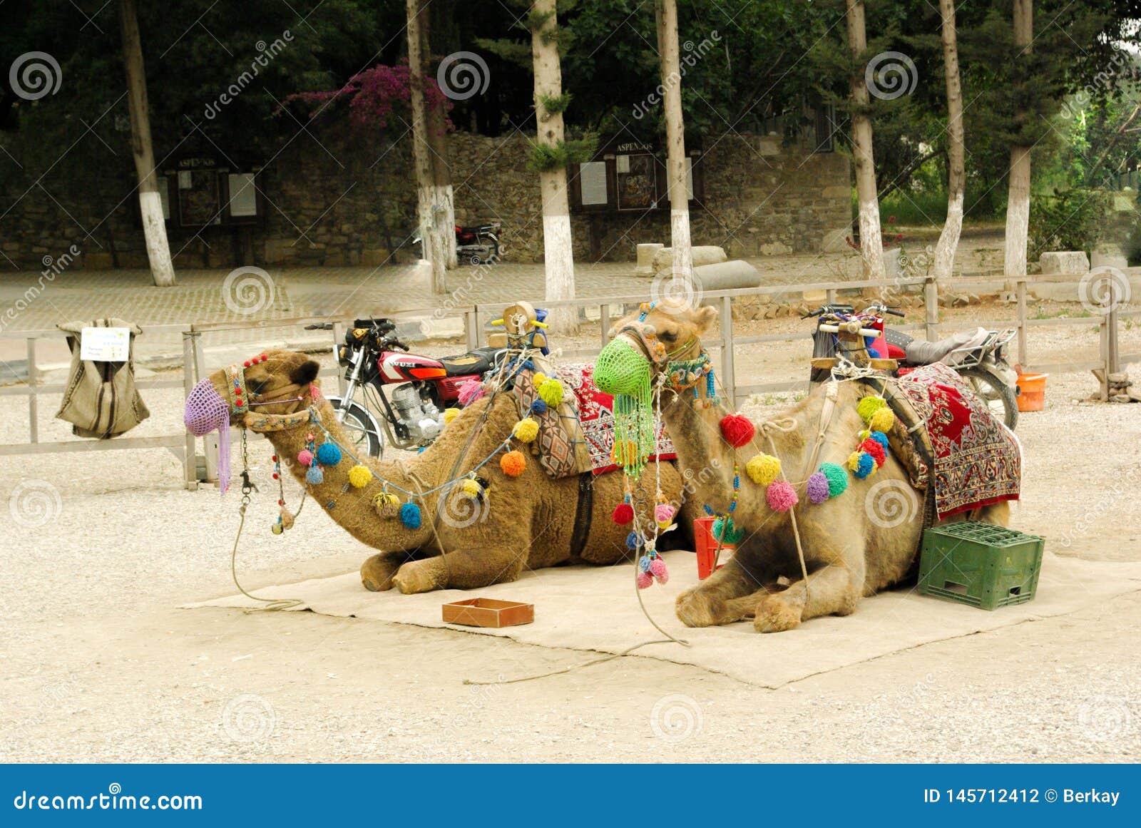 Sitting Camels with Colorful Decorations Stock Photo - Image of tourism ...