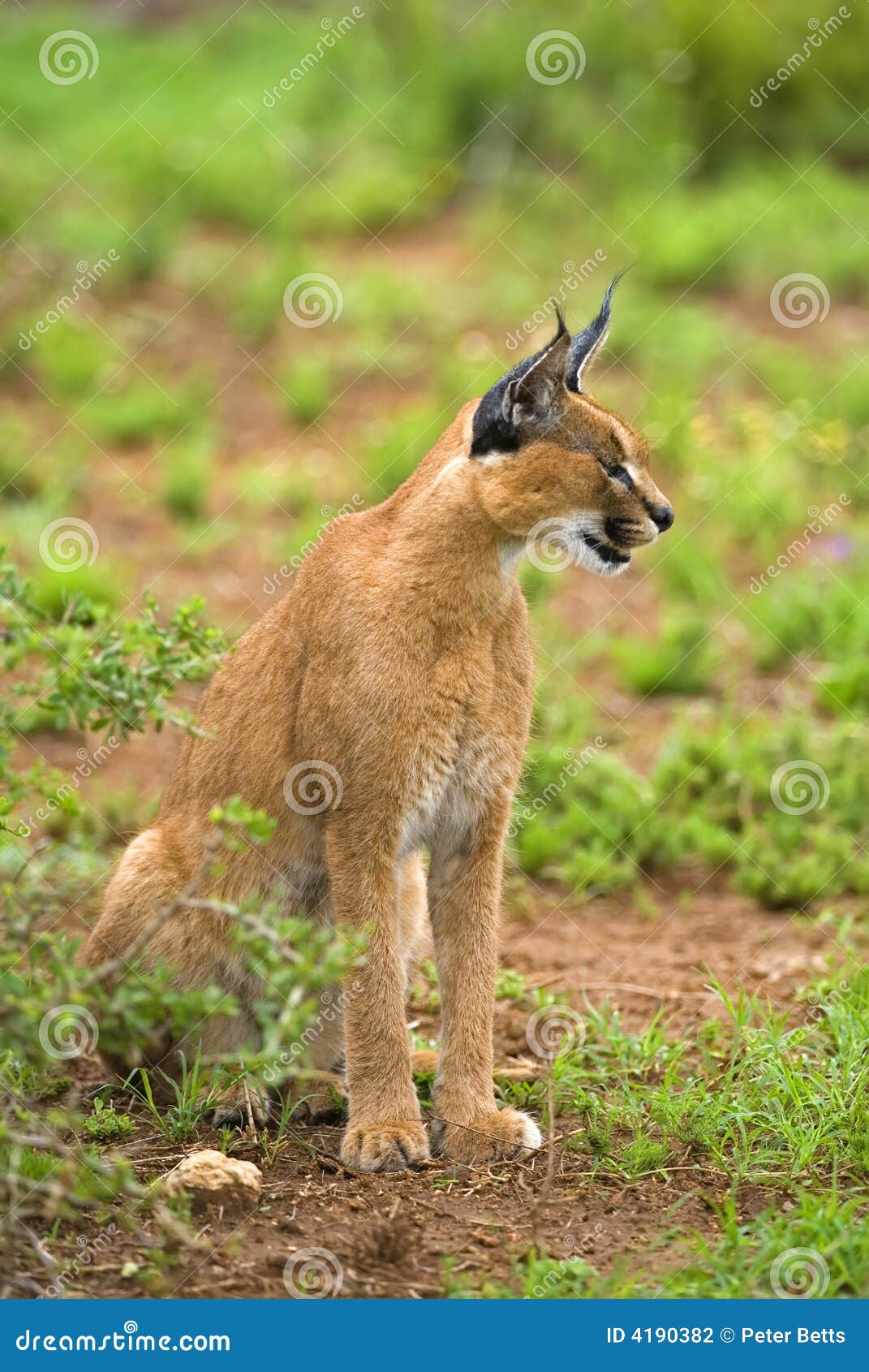 Sitting Caracal stock photo. Image of cruel, fearless - 4190382