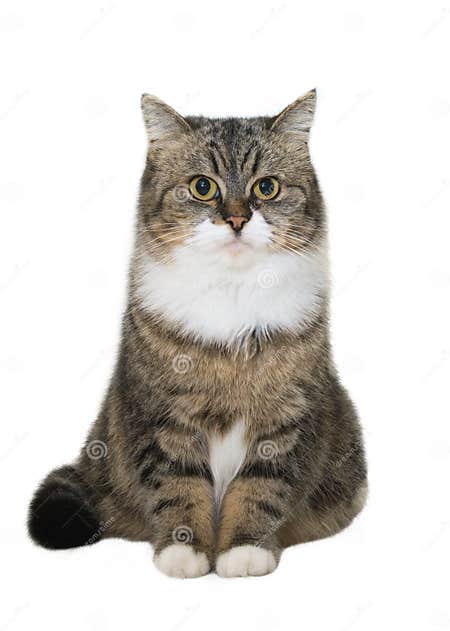 Sitting cat stock image. Image of softness, feline, mammal - 10972367