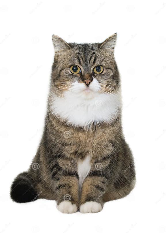 Sitting cat stock image. Image of softness, feline, mammal - 10972367