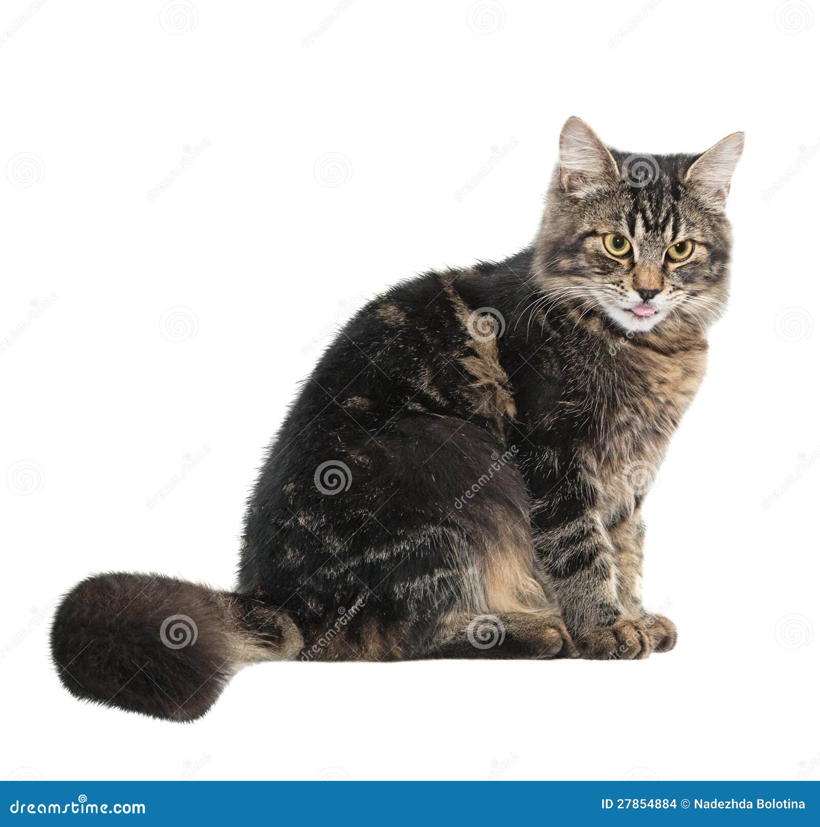 Sitting cat stock photo. Image of looking, isolated, sticking - 27854884