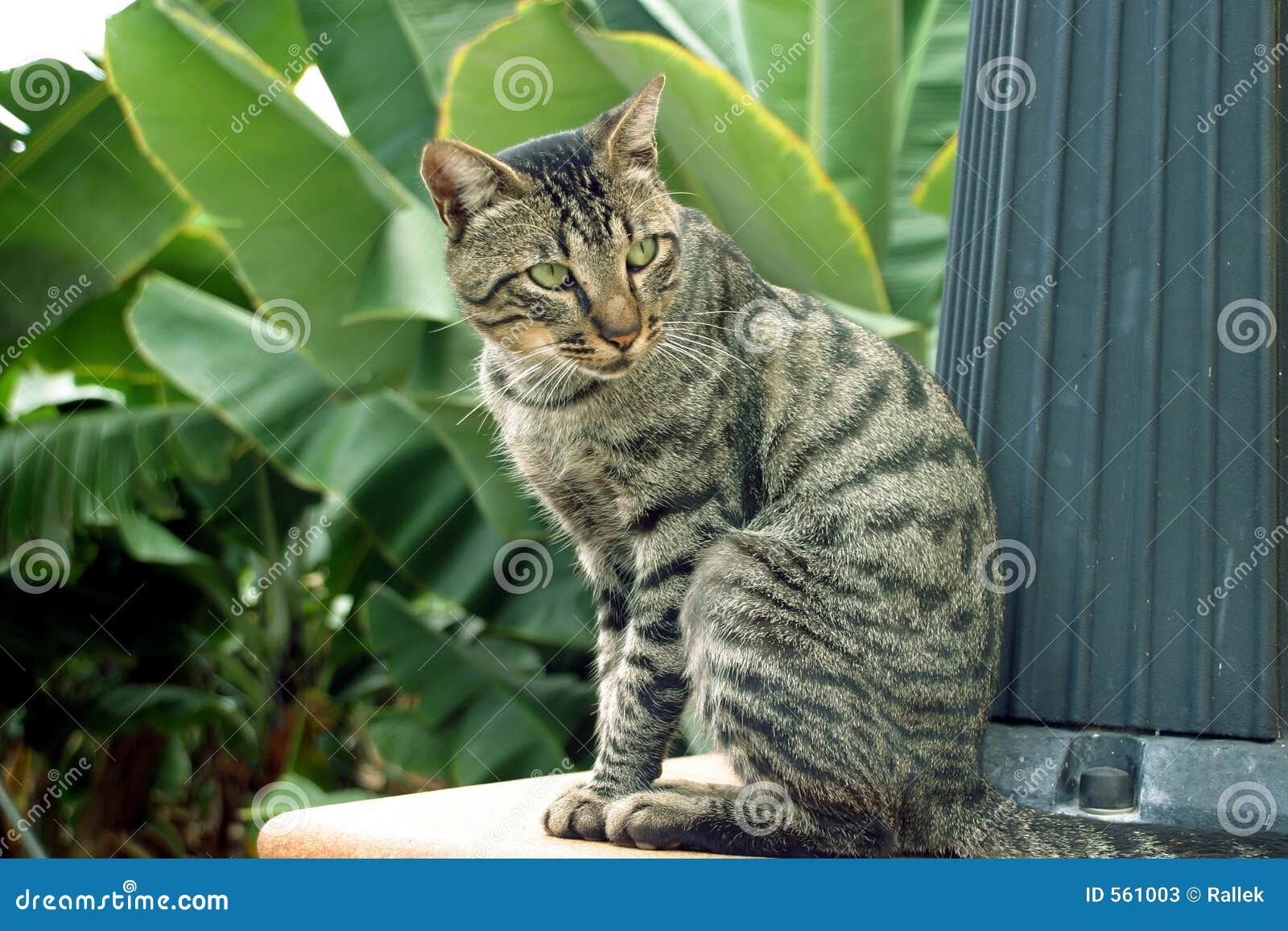 Sitting cat stock image. Image of calm, eyes, flexibel - 561003