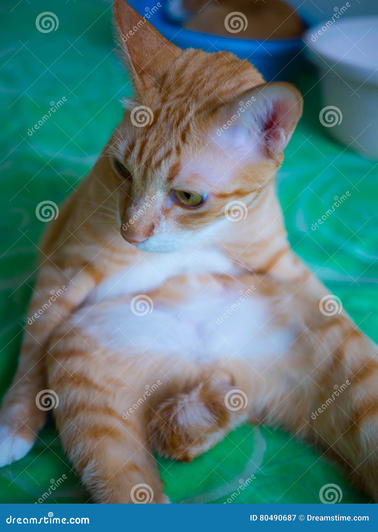 Sitting cat stock image. Image of lovely, animal, mammals - 80490687
