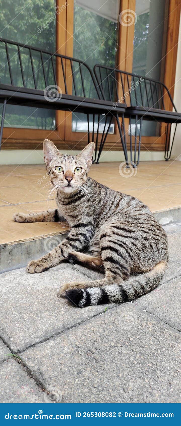 Sitting Cat Facing the Camera with Silly Face Stock Photo - Image of ...