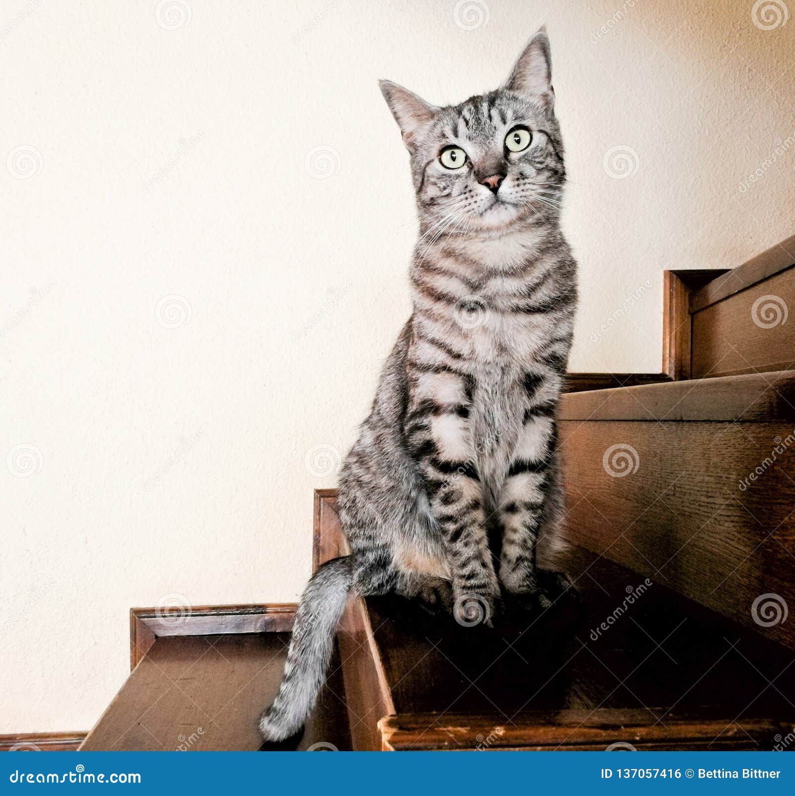 Sitting cat stock photo. Image of petportrait, petphotography - 137057416