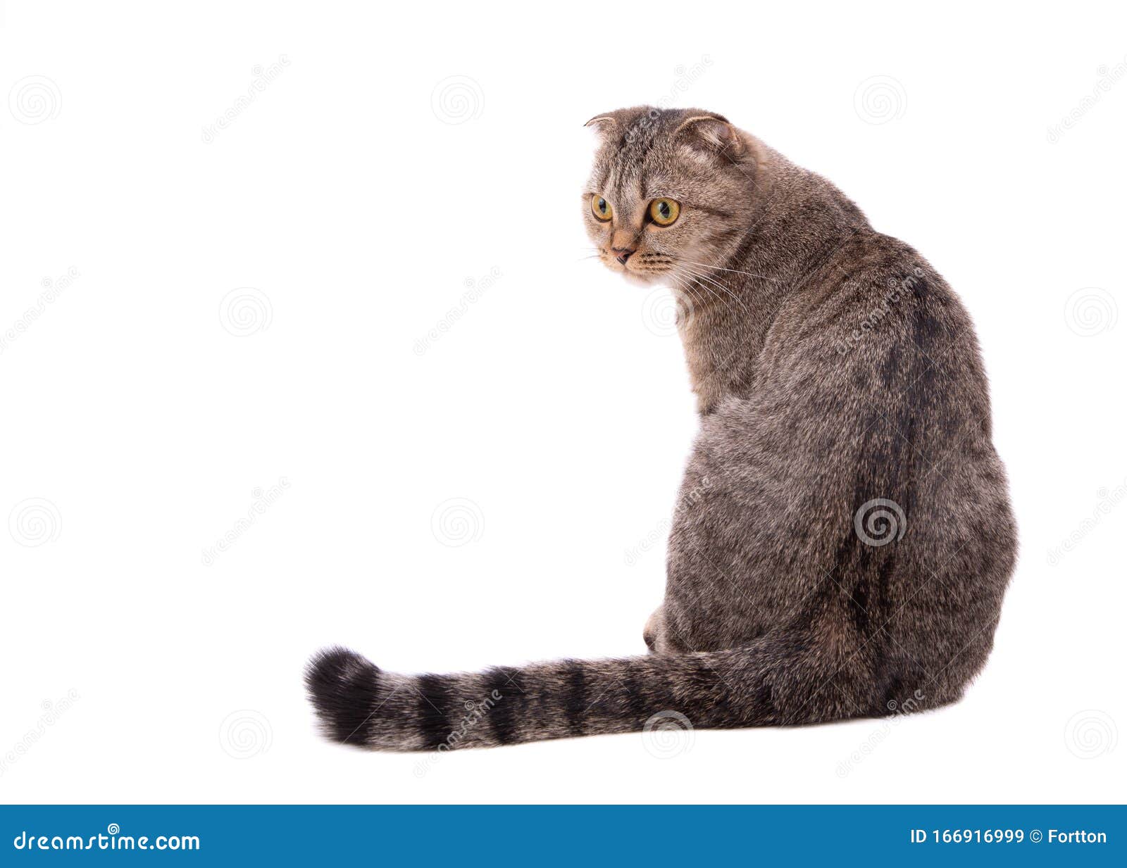 Cat Looking Sideways