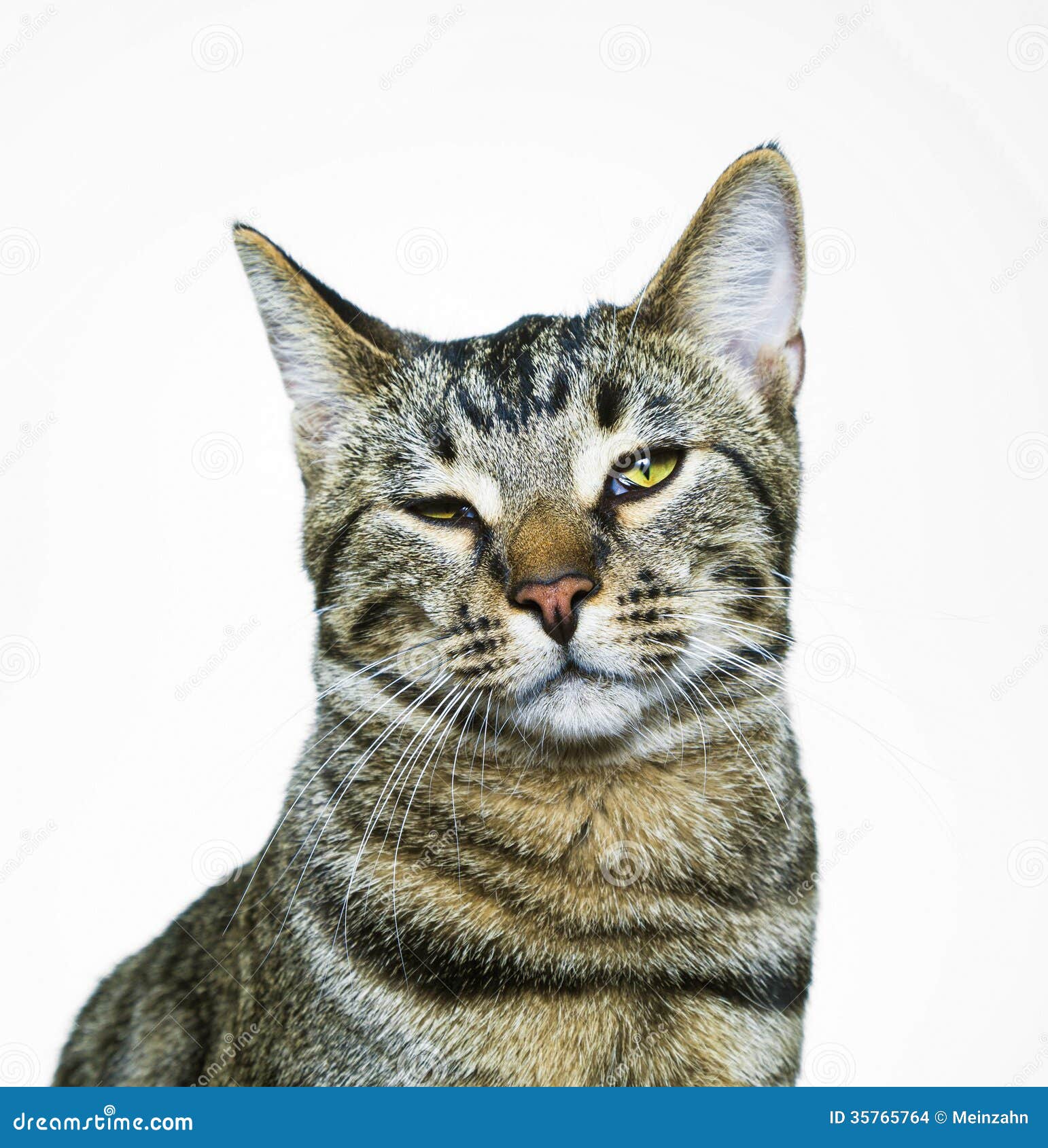 A Sitting Cat Isolated on White Stock Photo - Image of eyes, closeup ...