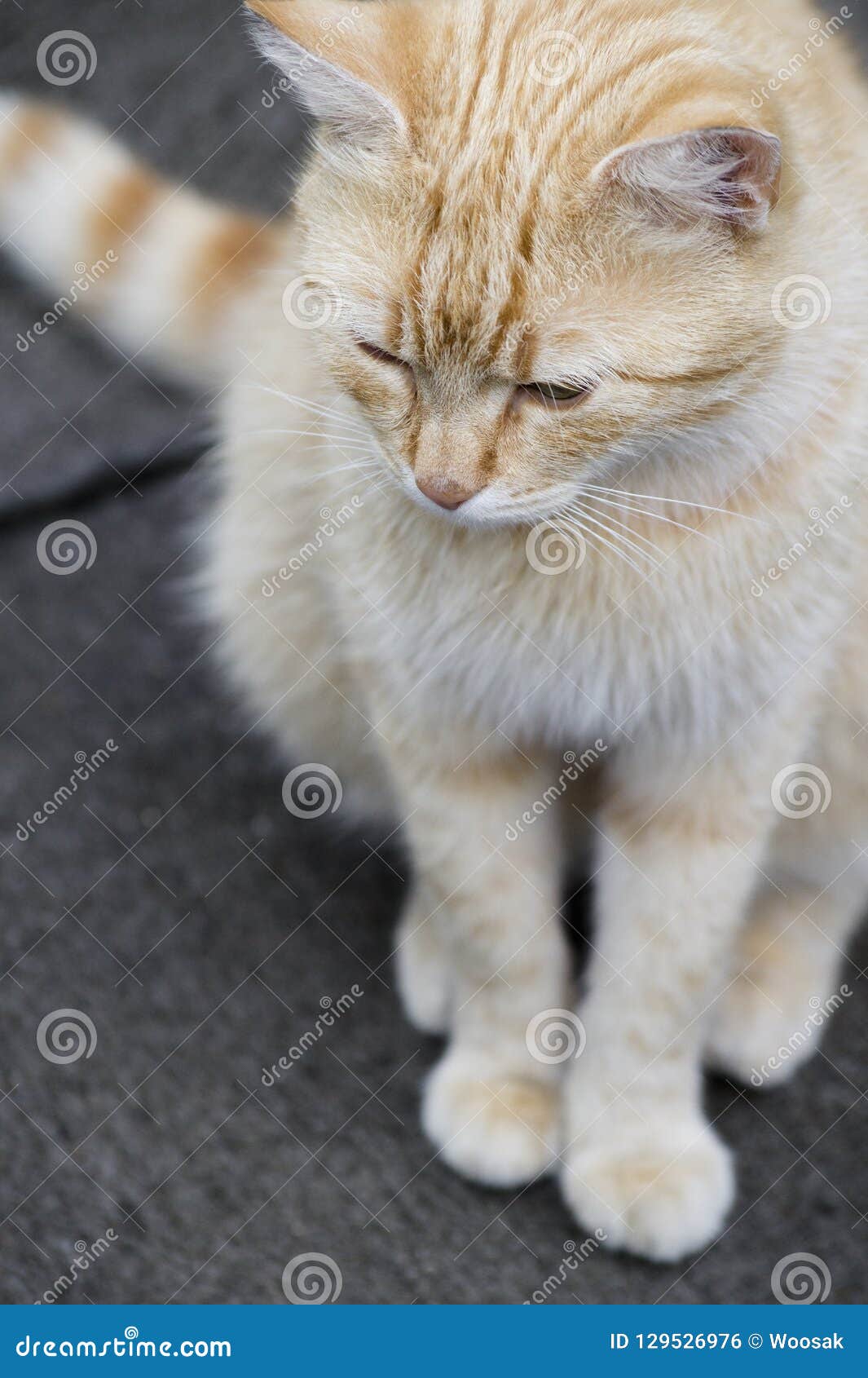 Sitting cat looking down stock photo. Image of observe - 129526976