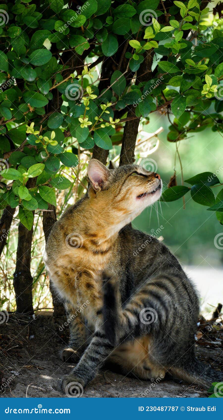 Sitting cat scratching stock image. Image of sitting - 230487787