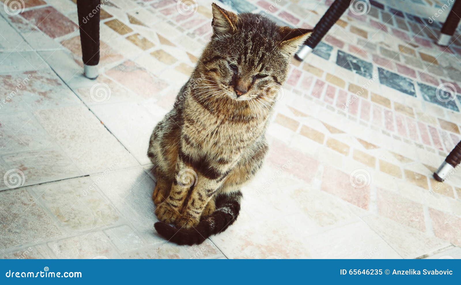 Sitting cat stock image. Image of meow, gorgeous, turkish - 65646235