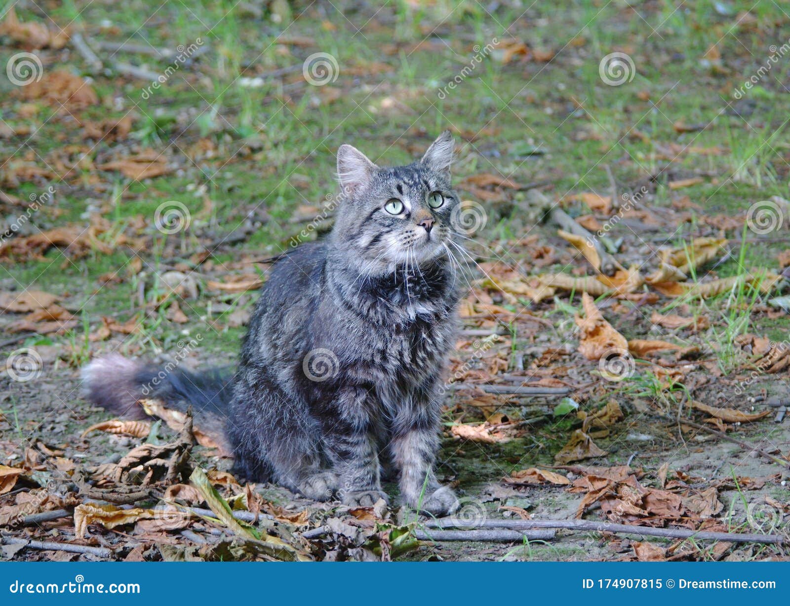 Sitting Cat Watching His Victim Stock Image - Image of isolated ...