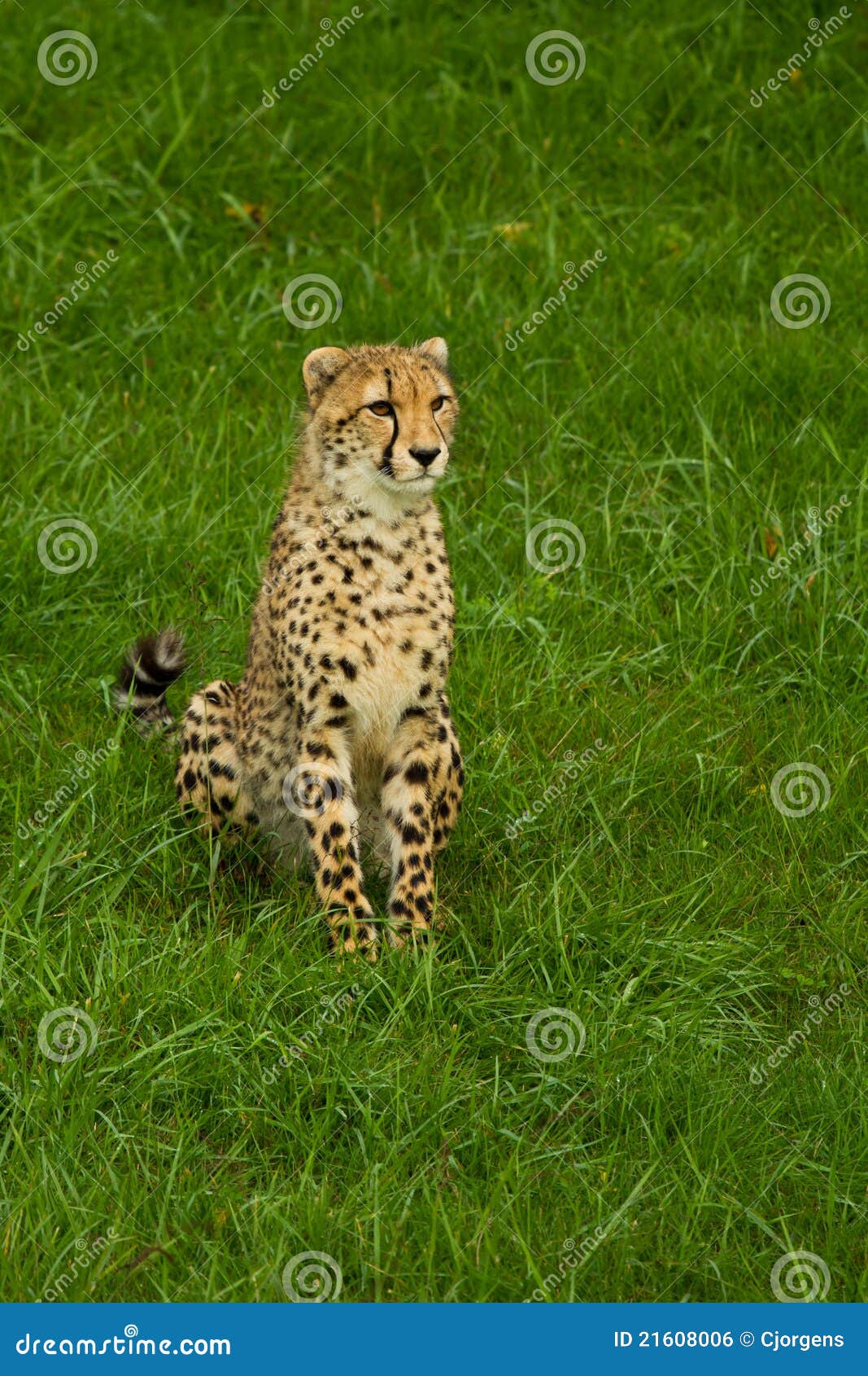 Sitting Cheetah stock photo. Image of endangered, wildlife - 21608006