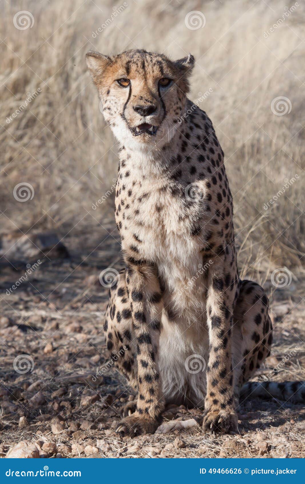 Sitting cheetah stock photo. Image of conservation, carnivore - 49466626