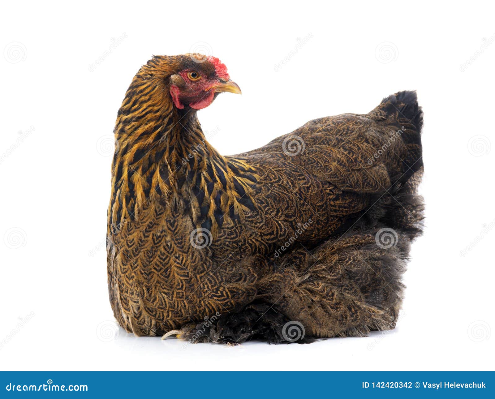 Sitting chicken isolated stock photo. Image of animal - 142420342