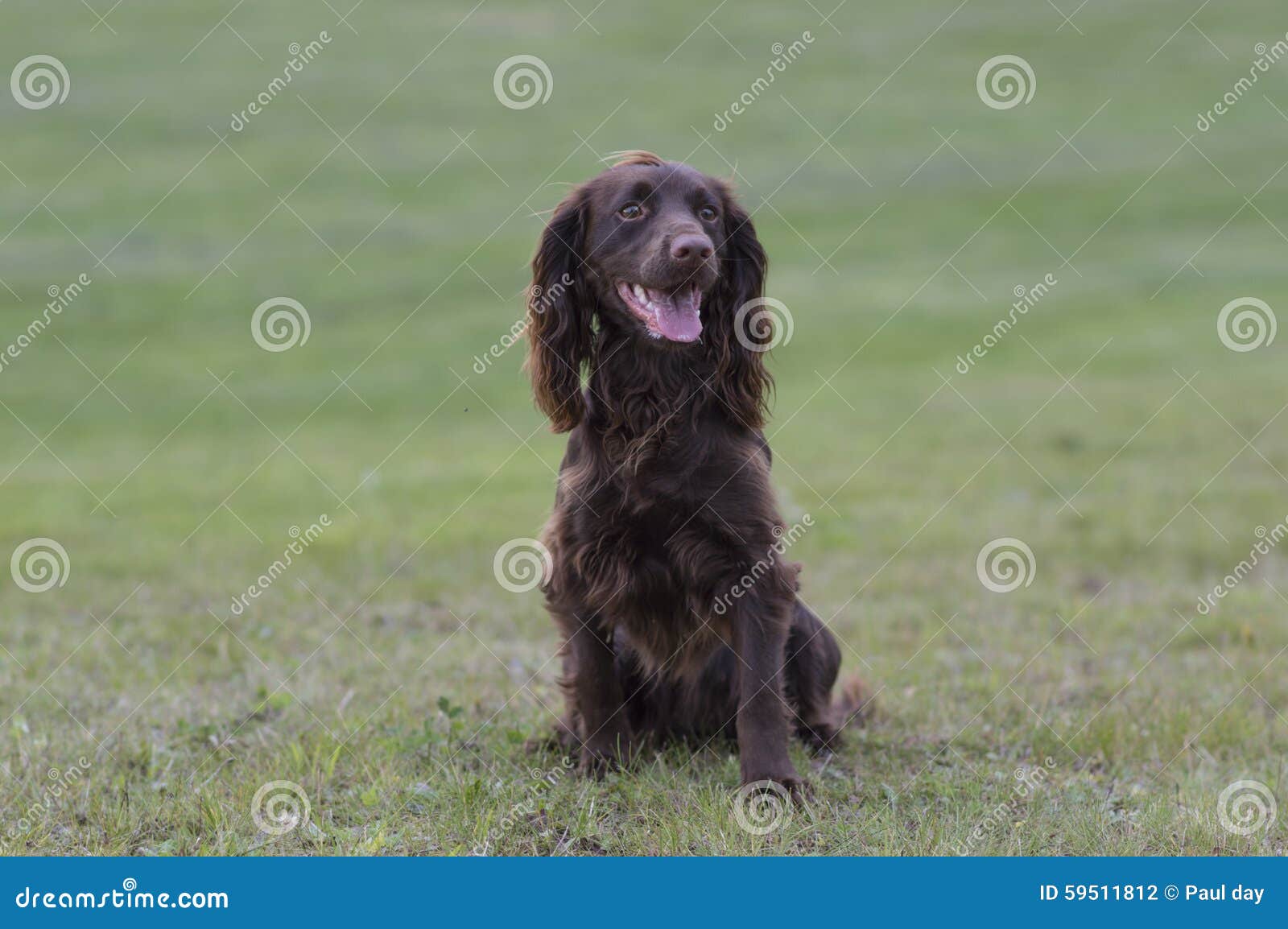Sitting Cocker spaniel stock photo. Image of spaniel - 59511812