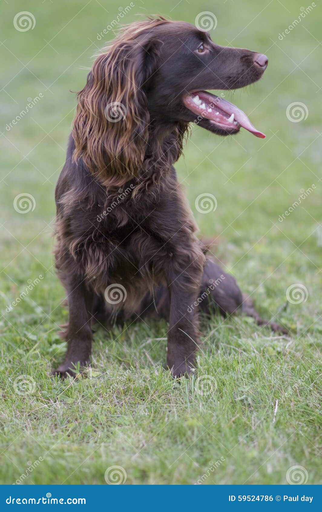 Sitting Cocker Spaniel Looking Left Stock Photo - Image of suzie ...