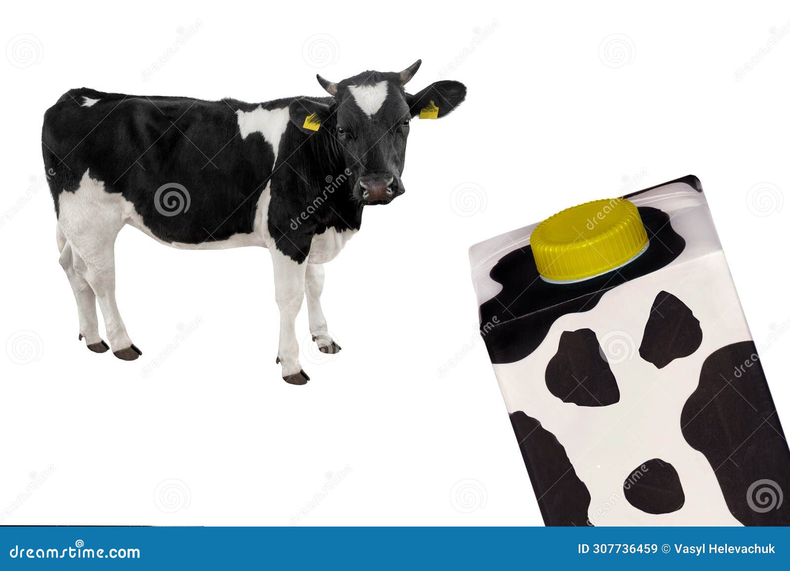 Sitting Cow and Paper Milk Pack Isolated on White Background Stock ...