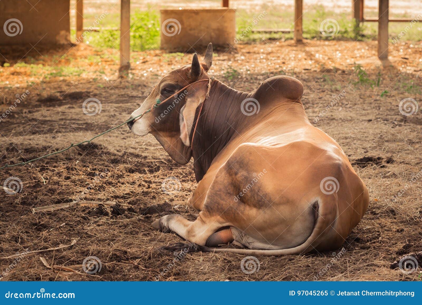 A sitting cow stock image. Image of calf, animal, brown - 97045265
