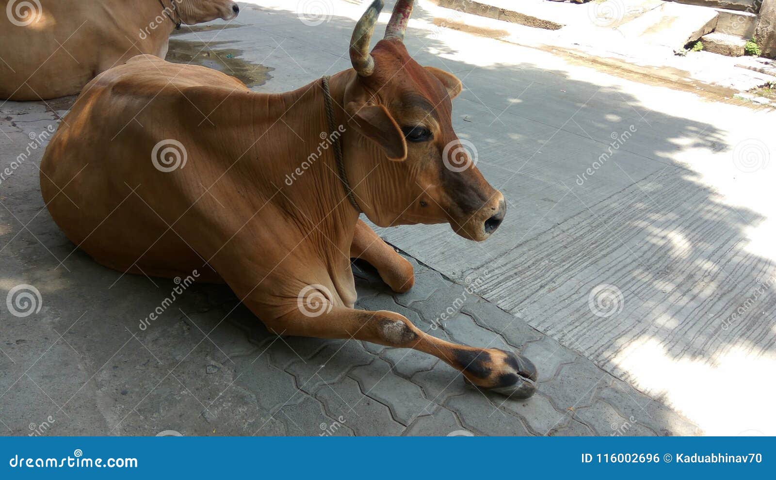 Sitting Cow stock photo. Image of animal, click, indian - 116002696
