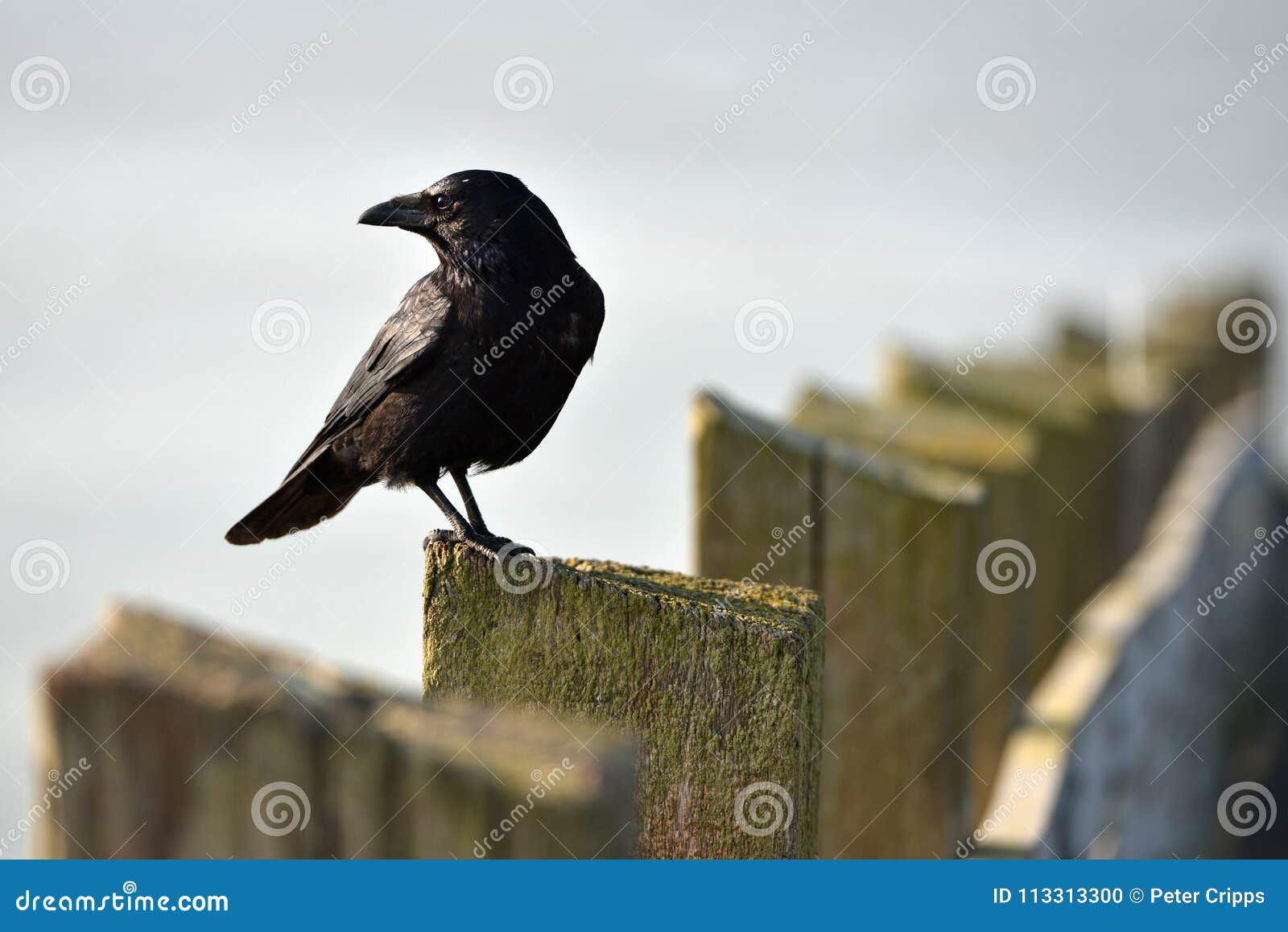 Sitting crow stock photo. Image of fence, corvid, coast - 113313300
