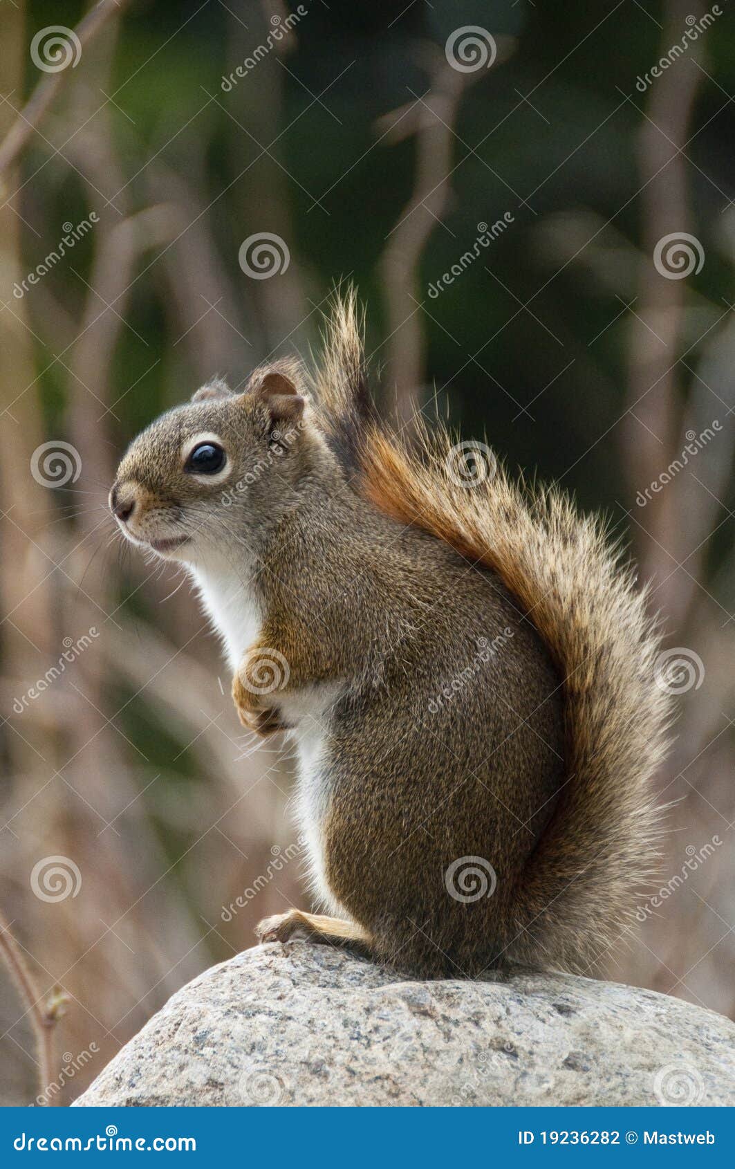 Sitting cute squirrel stock photo. Image of closeup, wildlife - 19236282