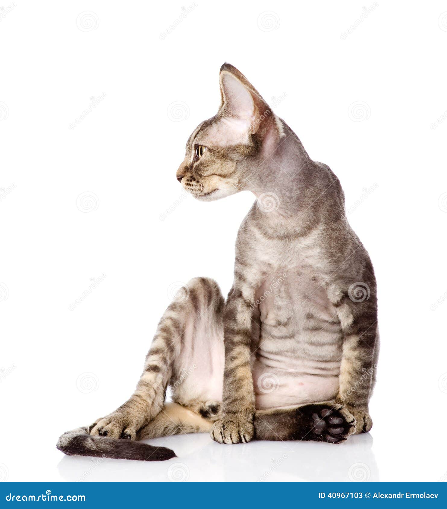 Sitting Devon Rex Cat. Looking Left Stock Image - Image of feline ...