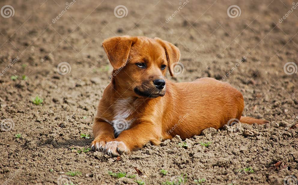 Sitting Dog stock image. Image of petting, mammal, portrait - 13814719