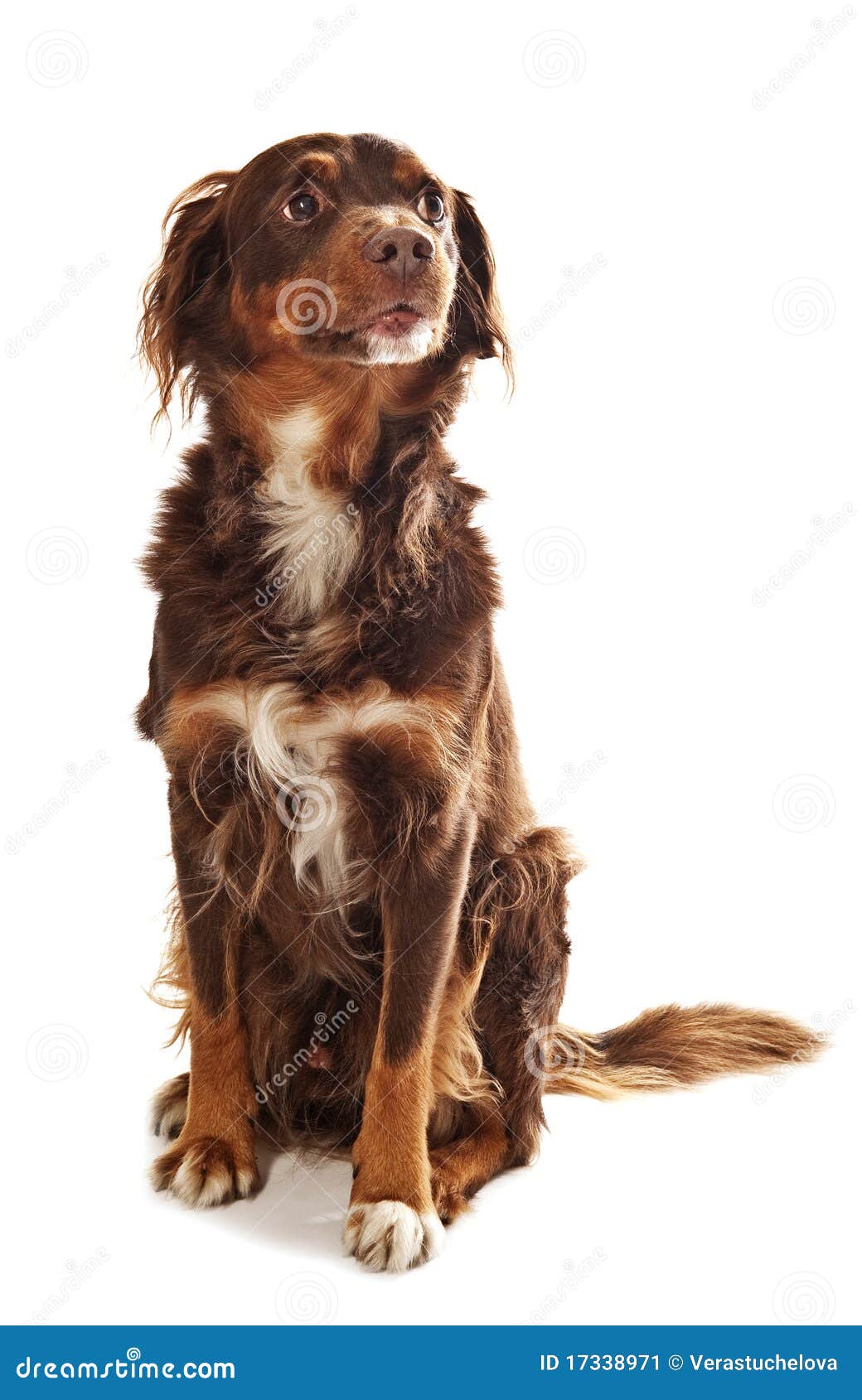 Sitting dog stock image. Image of isolation, domesticated - 17338971