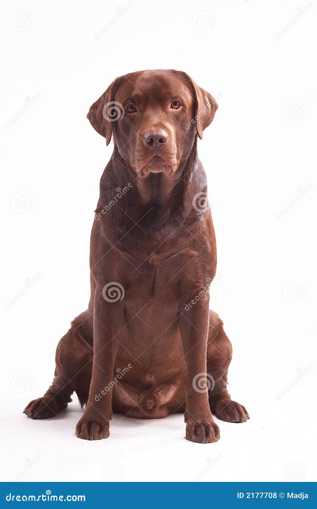 Sitting dog stock photo. Image of isolated, ladradorite - 2177708