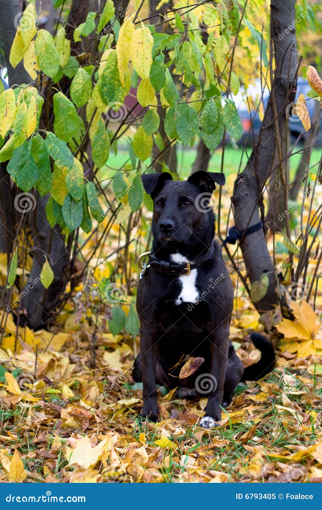 Sitting dog stock image. Image of attention, tree, leaves - 6793405