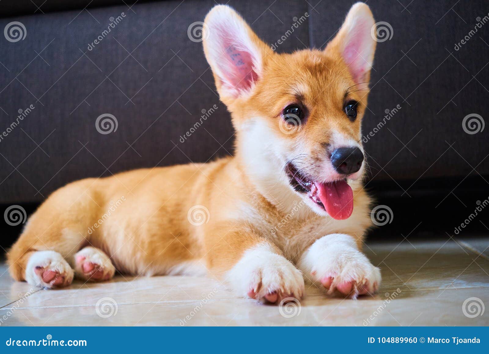 The sitting dog stock photo. Image of dogs, lovable - 104889960
