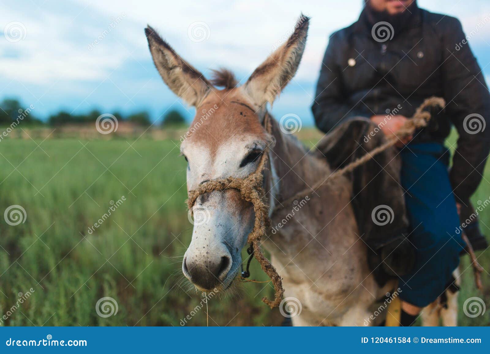 Sitting on a donkey stock photo. Image of domestic, funny - 120461584