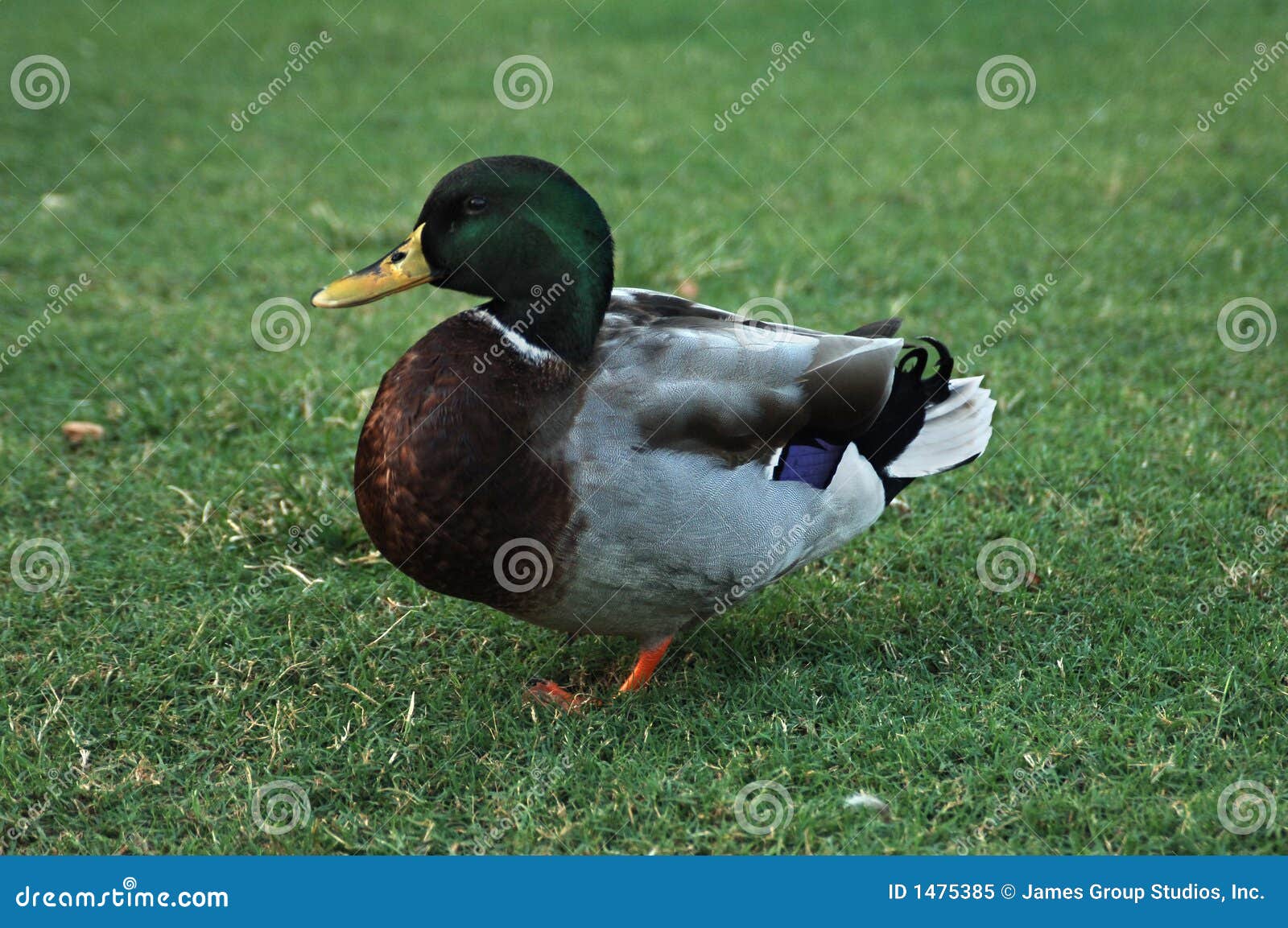 Sitting duck stock image. Image of downy, sitting, drake - 1475385