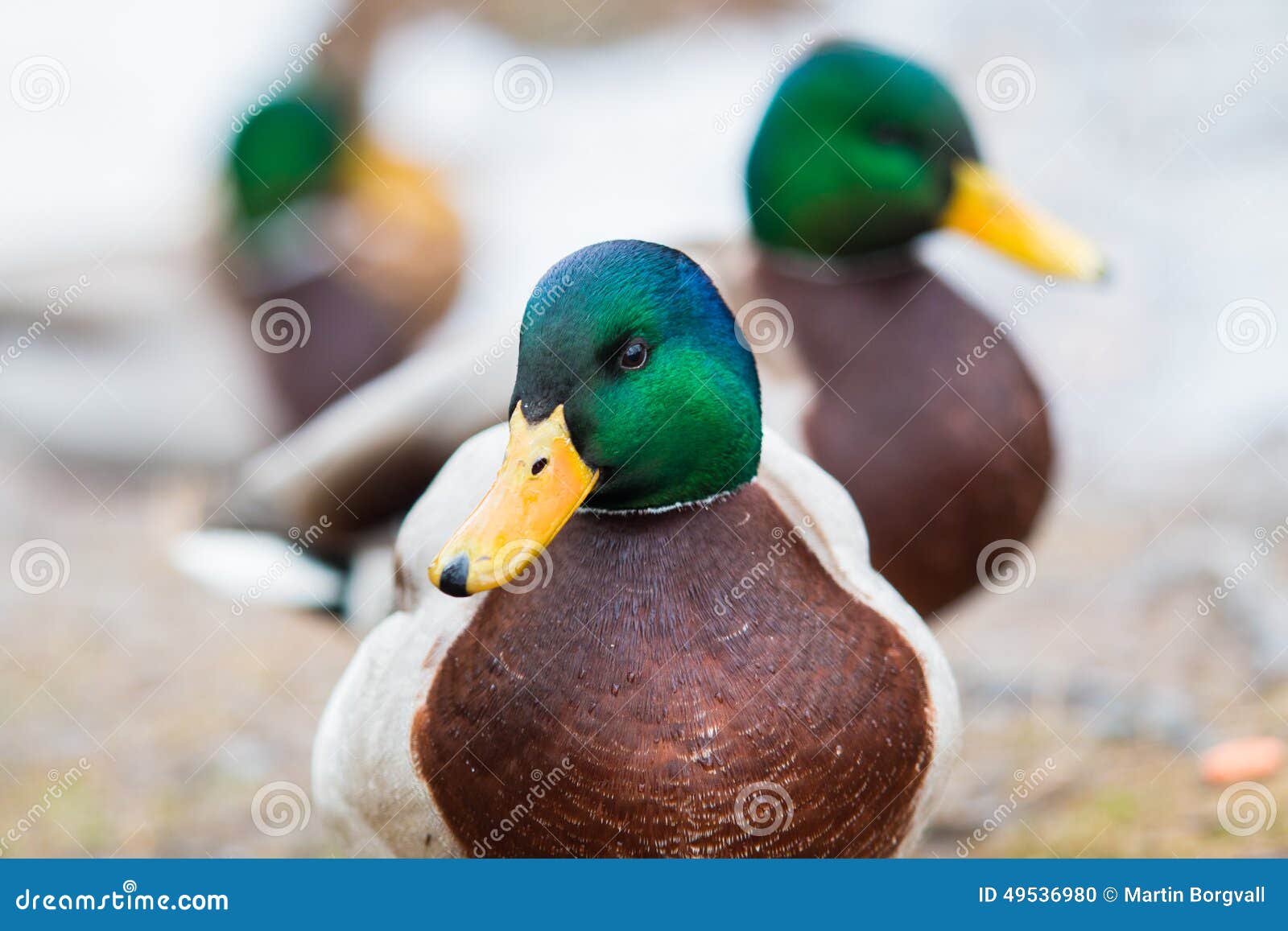 Sitting duck stock photo. Image of water, green, beak - 49536980
