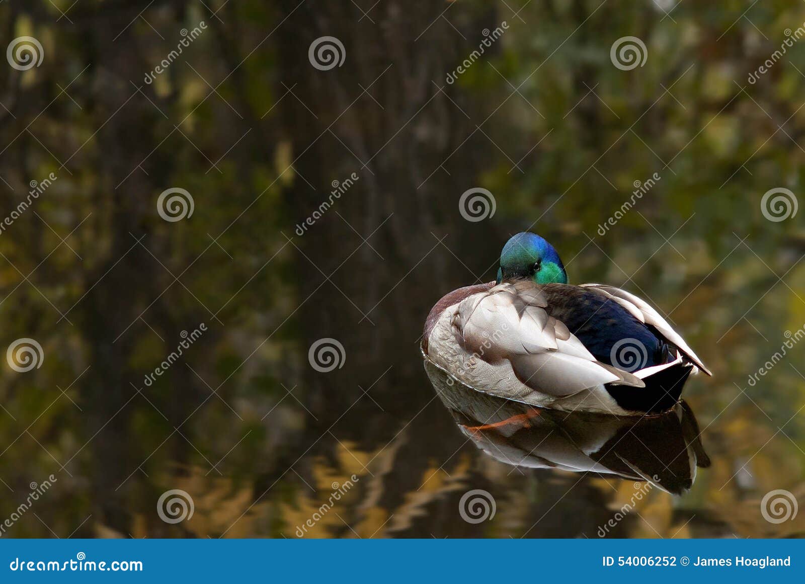 Sitting duck stock photo. Image of swimming, clean, male - 54006252