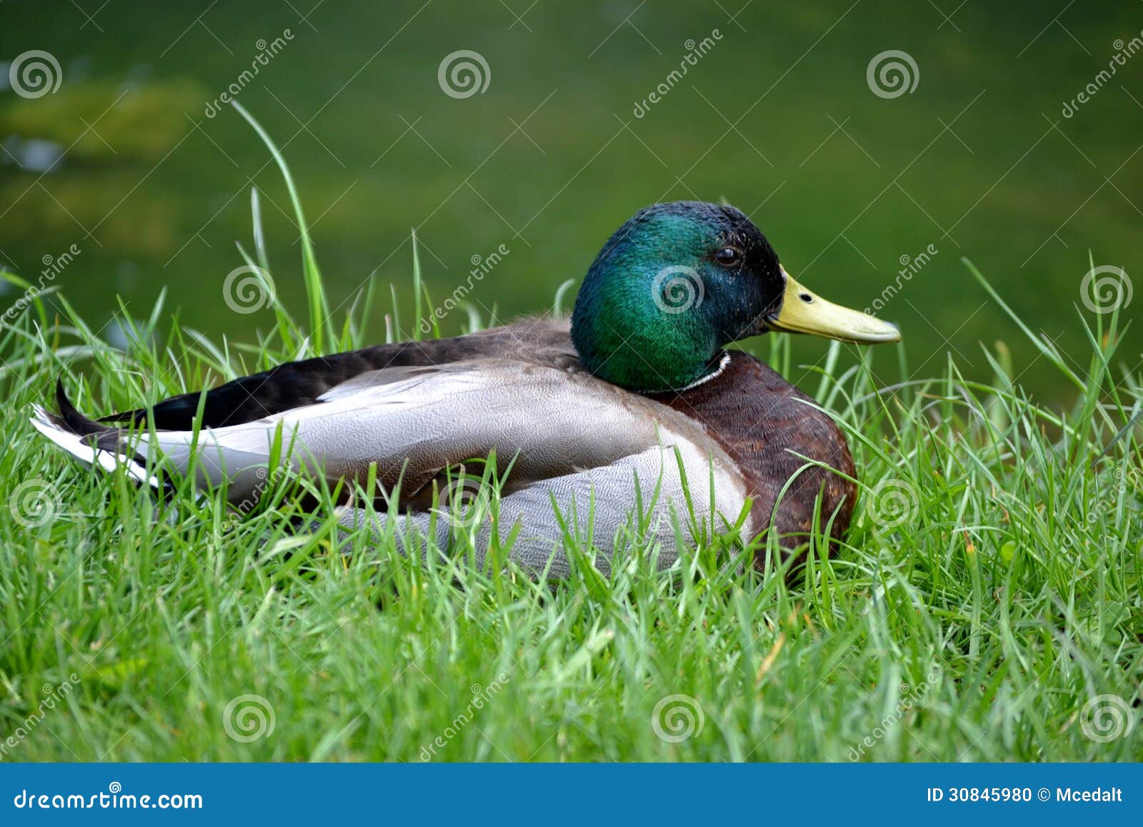 Sitting Duck stock photo. Image of food, water, nature - 30845980