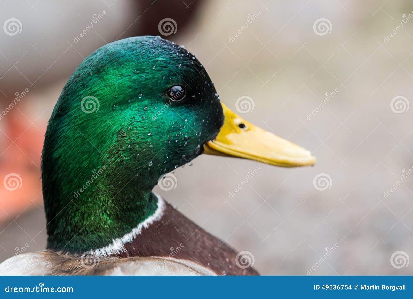 Sitting duck stock photo. Image of feeding, float, beak - 49536754