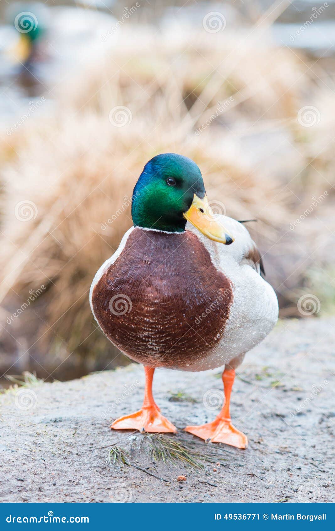 Sitting duck stock image. Image of drops, beak, fillpower - 49536771