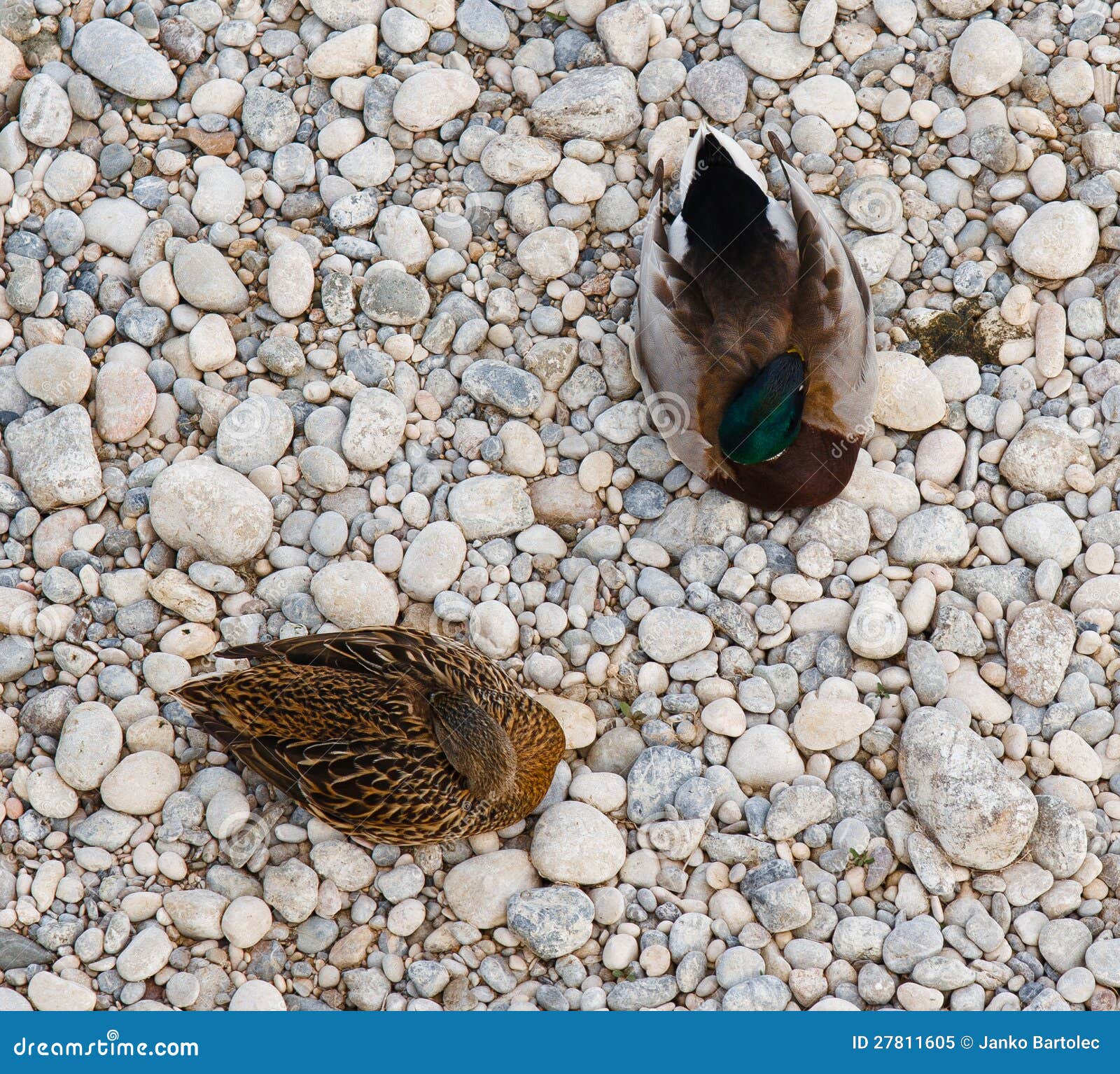 Sitting ducks stock image. Image of bird, unique, couple - 27811605