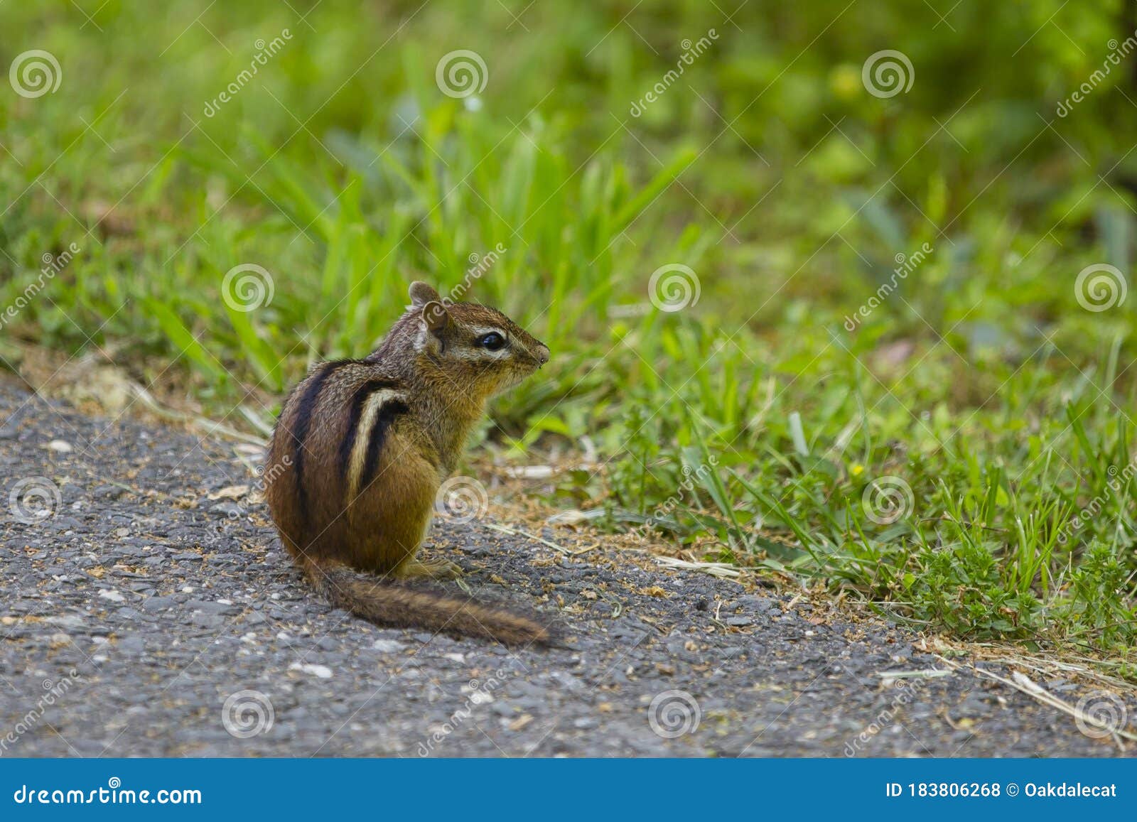 Profile Eastern Chipmunk Sitting by the Road Stock Photo - Image of ...