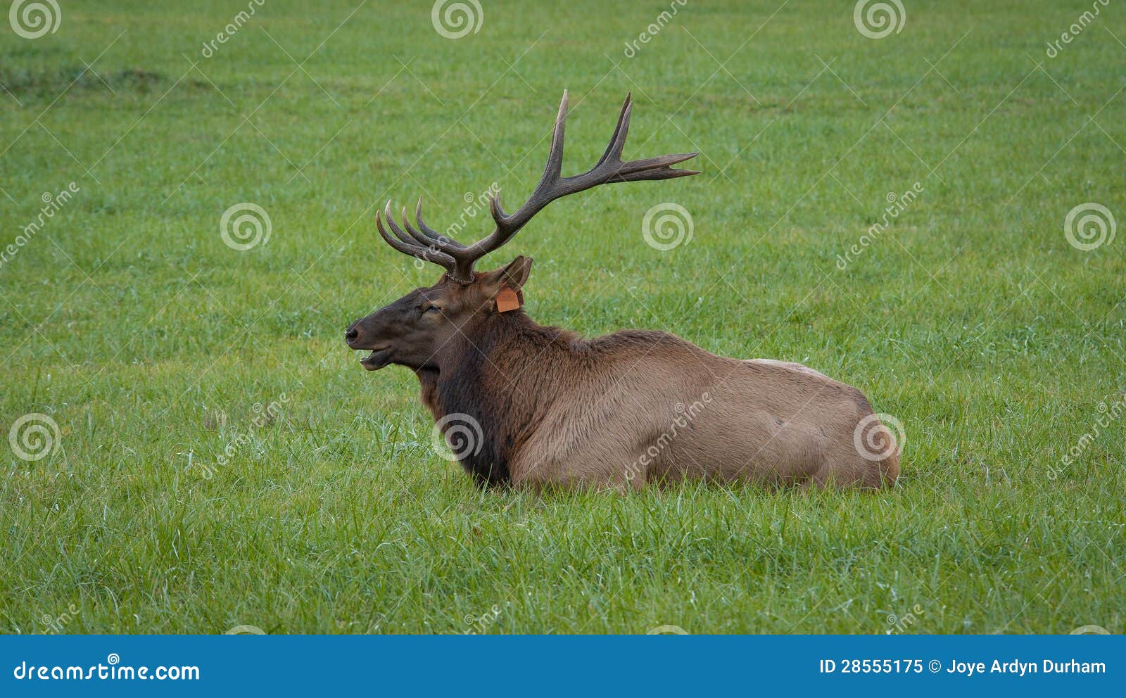 Sitting Elk stock image. Image of field, great, majestic - 28555175